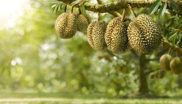 Durian Farming - Autoflo Technology